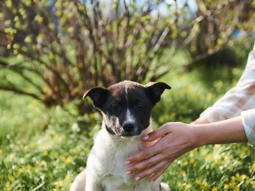 Щенок в добрые руки