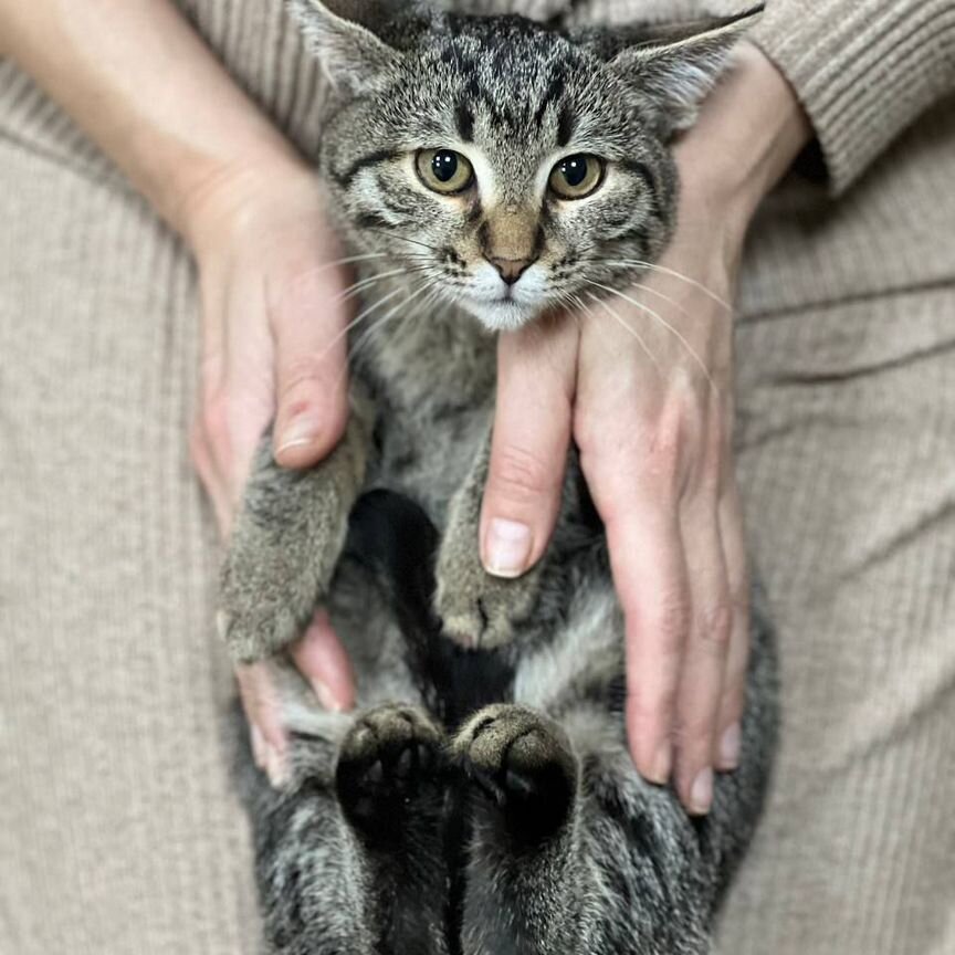 Шармель - сладкая девочка