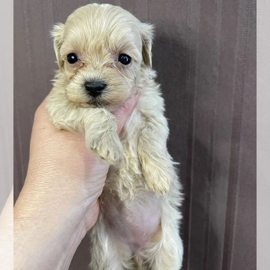 Мальтипу, щенок