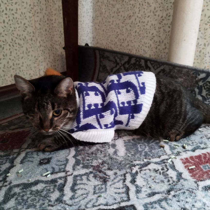Кошечка инвалидик в добрые руки