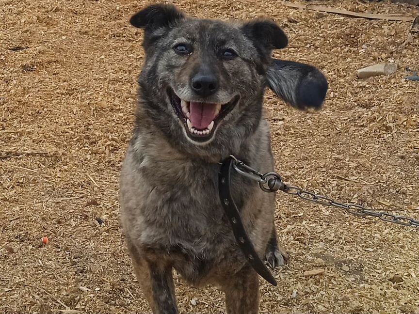 Собака -Улыбка ищет дом