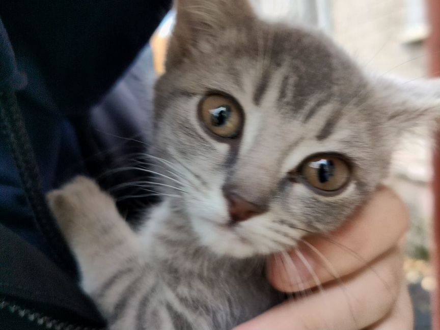 Нашли котёнка очень маленький по виду 2 месяца
