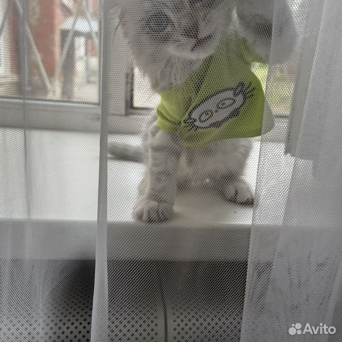 Шотланец котик