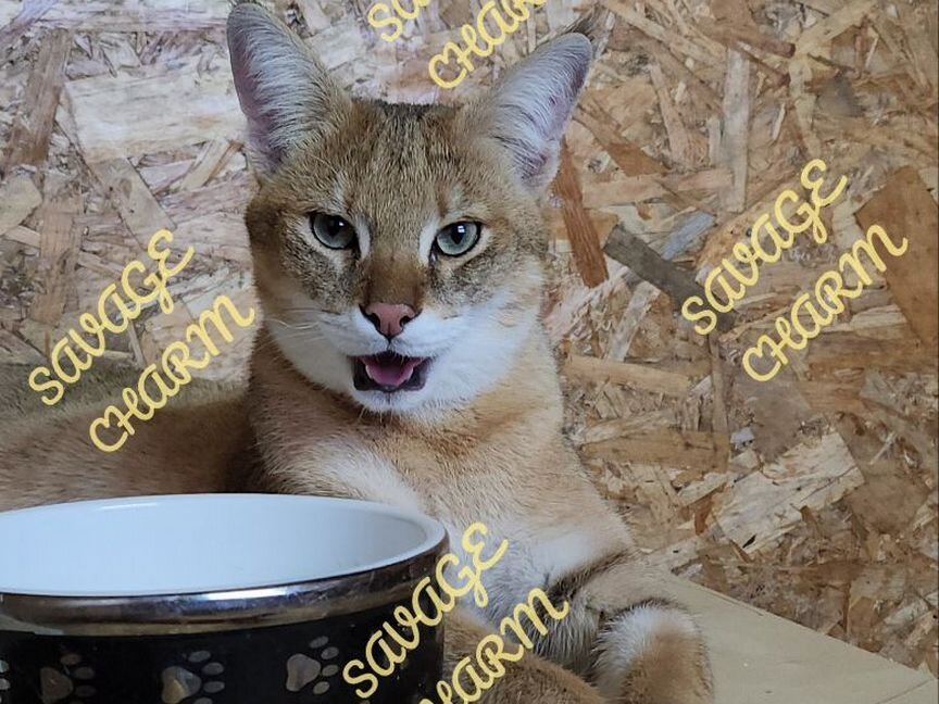 Котята чаузи ф1
