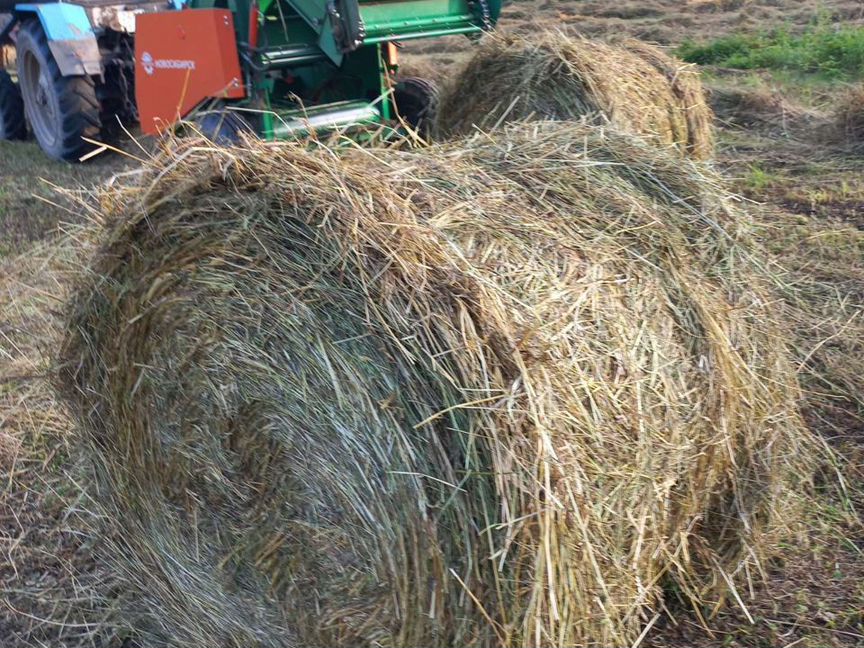 Сено в рулонах 2023