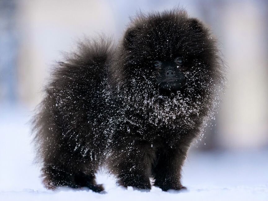 Шпиц померанский мини