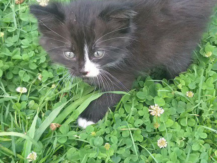 Котята в добрые руки бесплатно