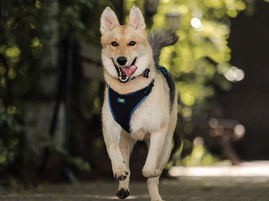 Молодая весёлая собачка из приюта ищет дом