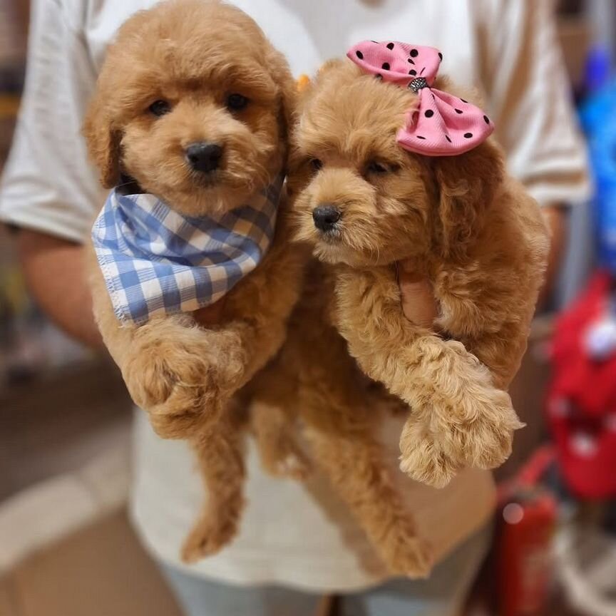 Мальтипу, щенок