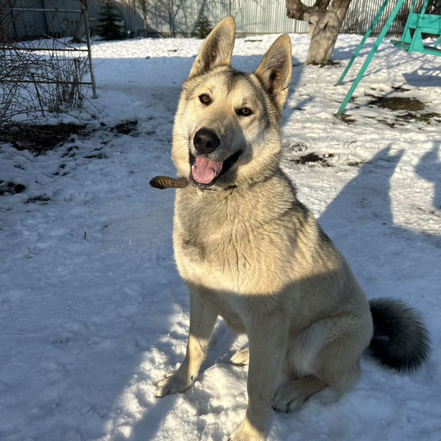 Отдам в добрые руки