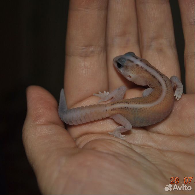 Гемитеконикс