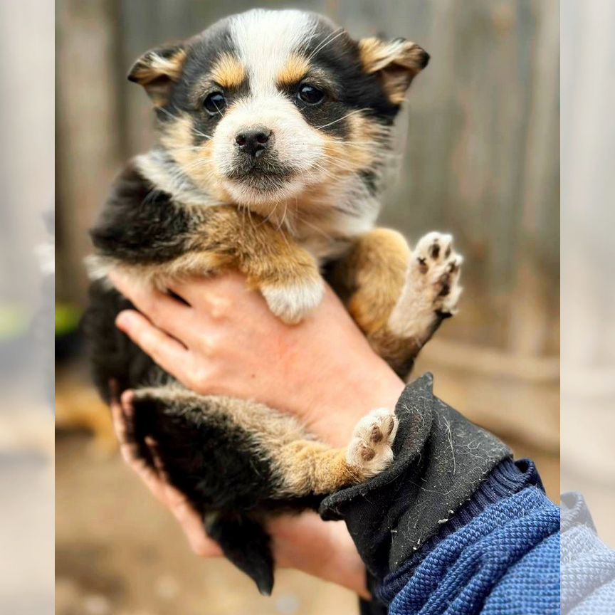 Щенок в добрые руки