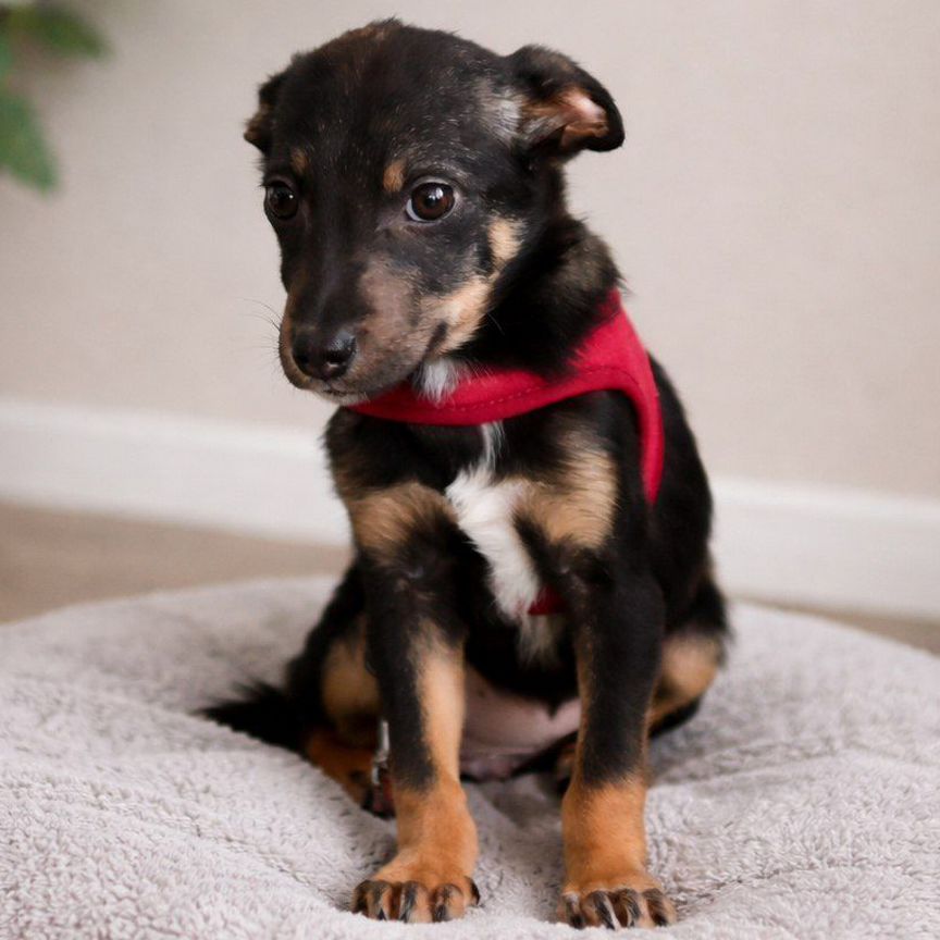 Щенок в добрые руки