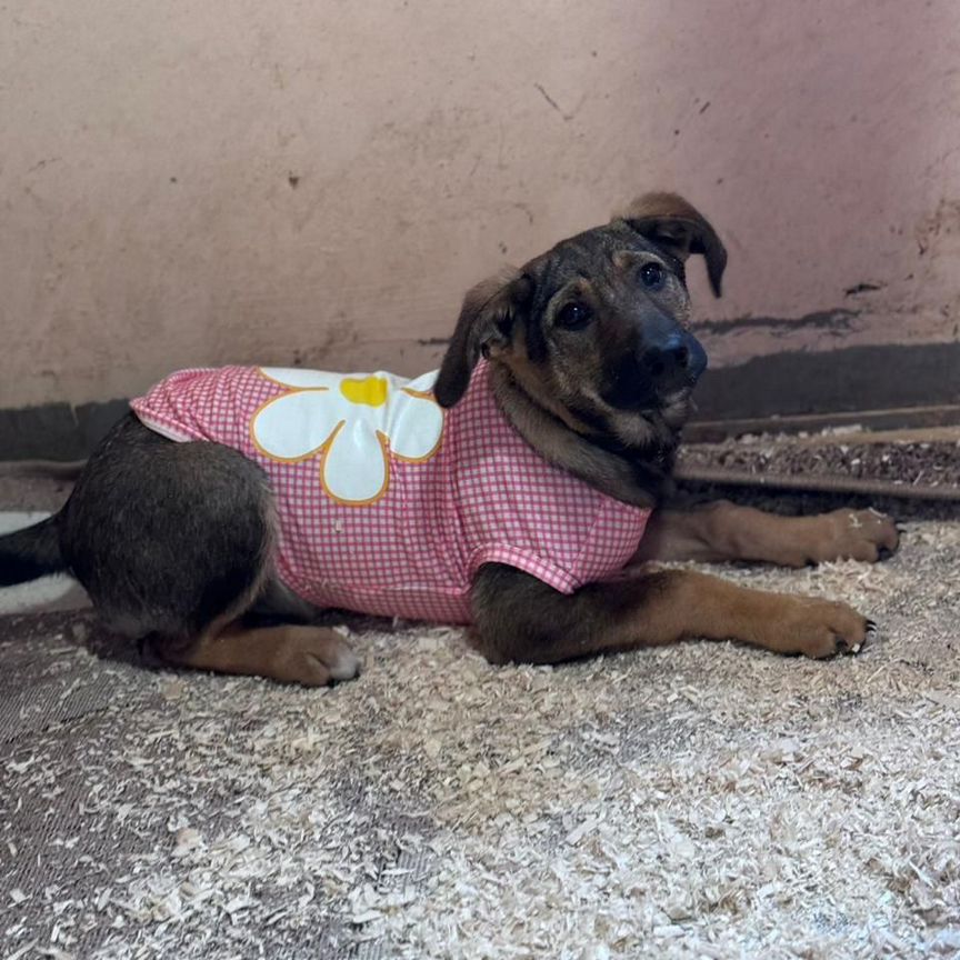 Щенок в добрые руки