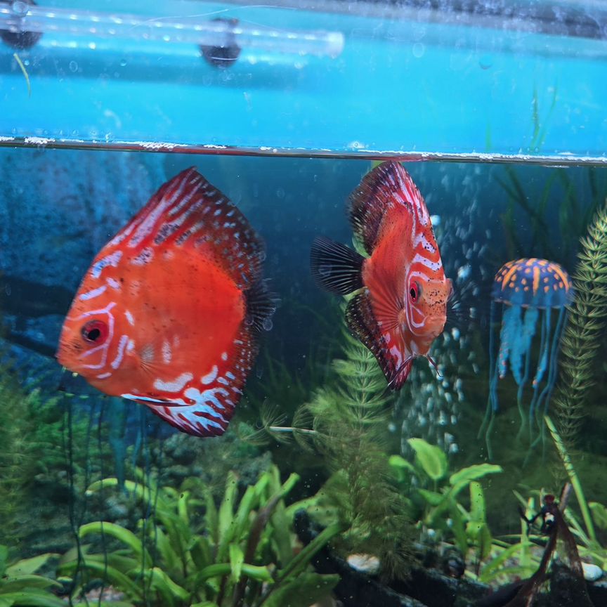 Аквариумные рыбки