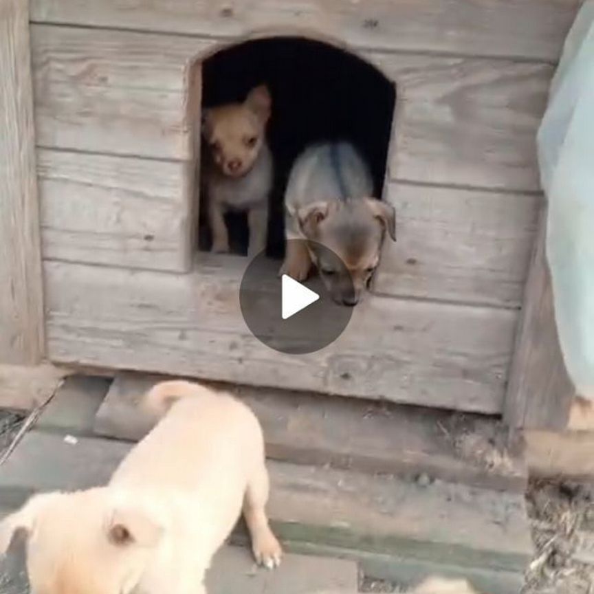 Щенки комнатные