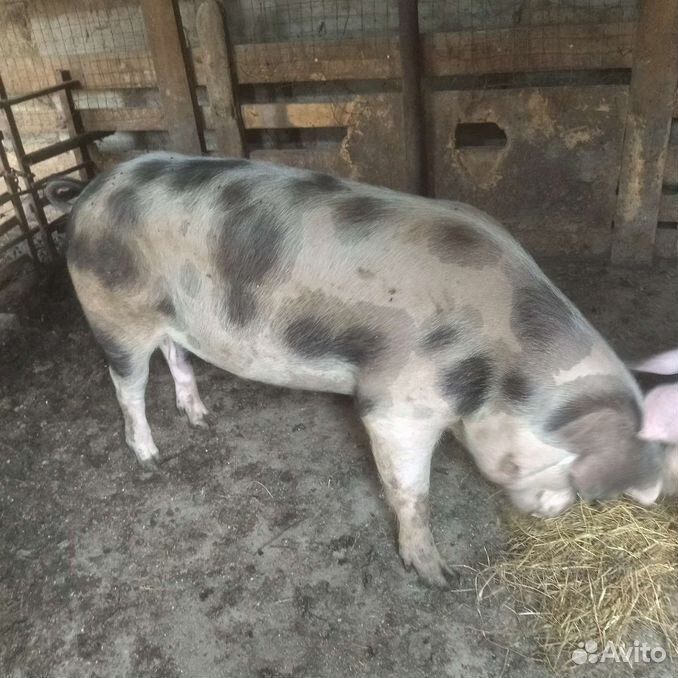 Продам хряка