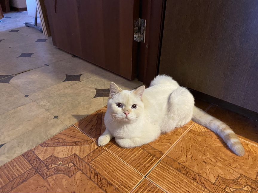 Британский котик