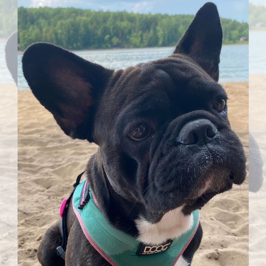 Вязка французский бульдог