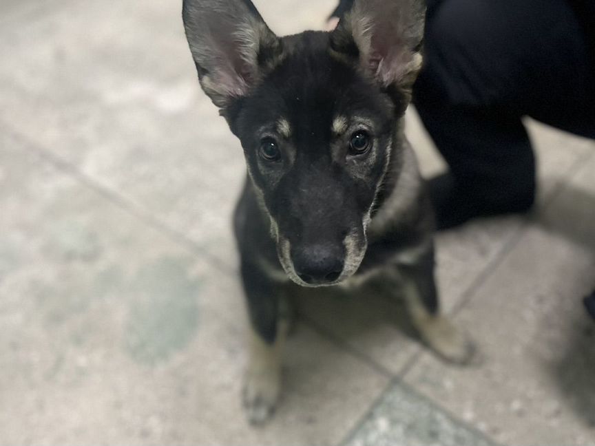 Собака в добрые руки