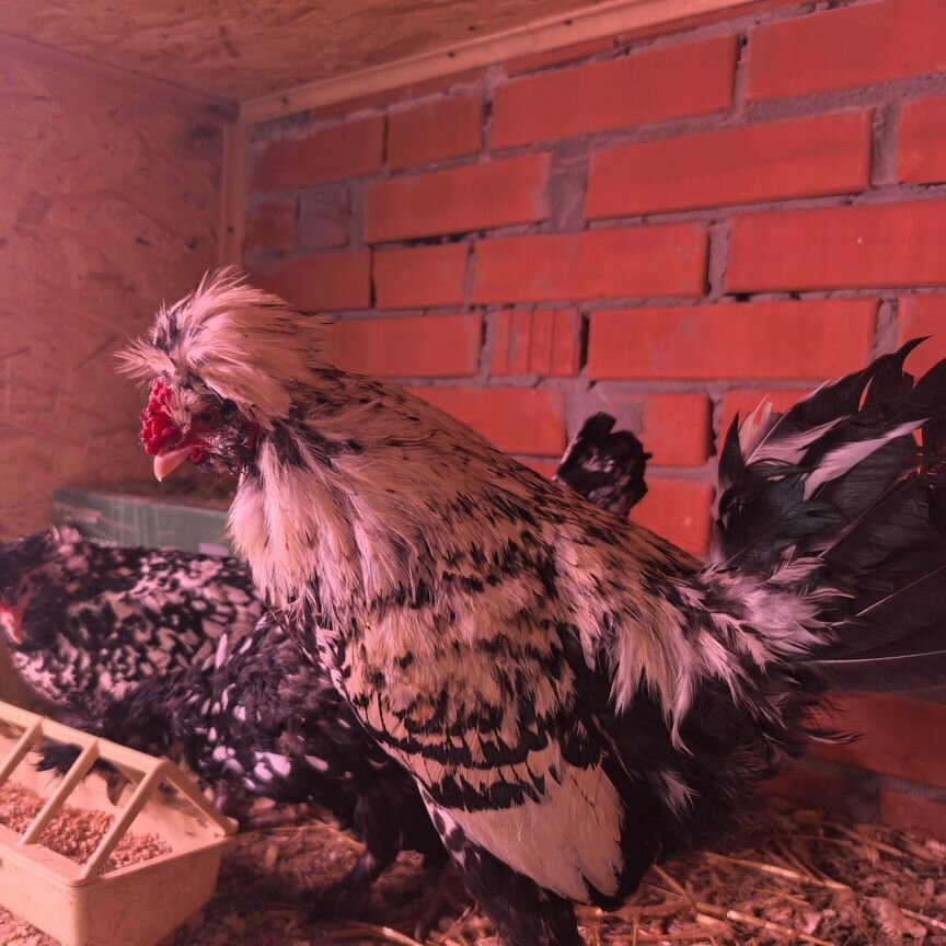 Петух   куры породы павловское серебро