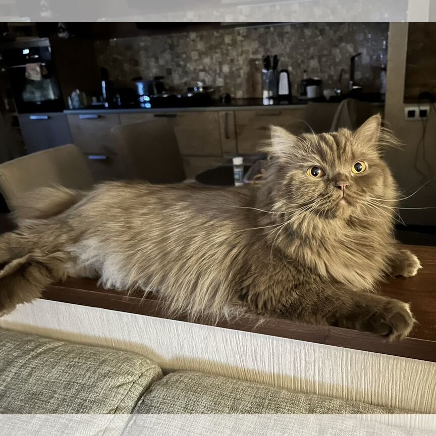 Британская длинношёрстная, взрослая кошка