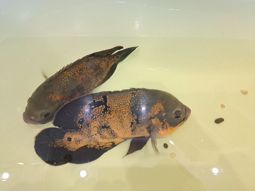 Рыба Астронотус, 2 штуки