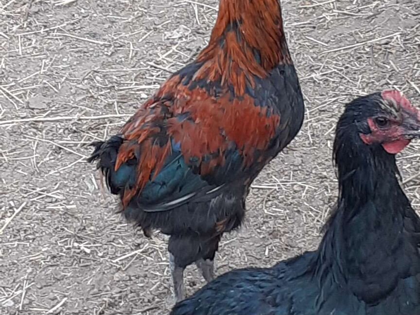 Куры петухи