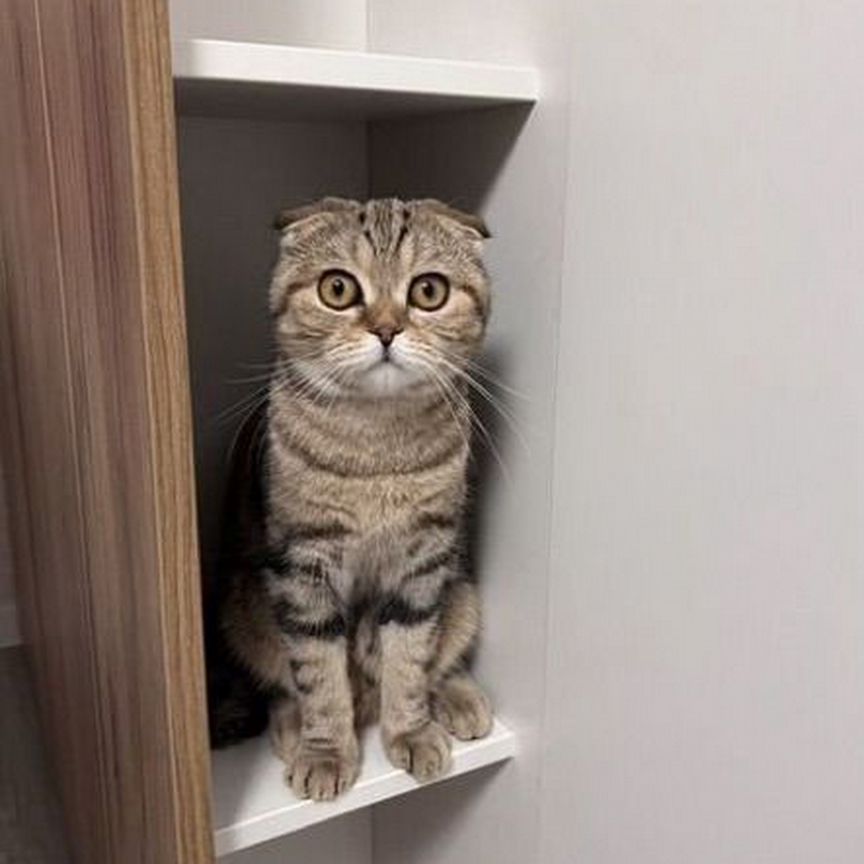 Шотландская кошка вислоухая