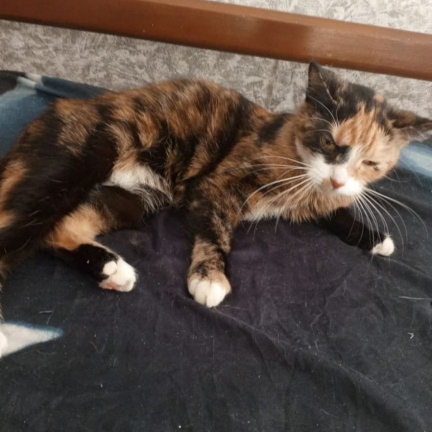 Трехцветная кошечка