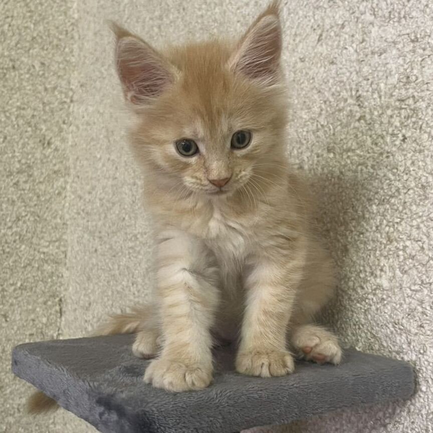 Мейн-кун котёнок