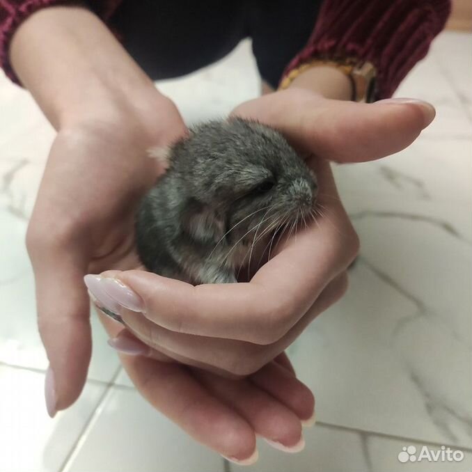 Шиншилла девочка
