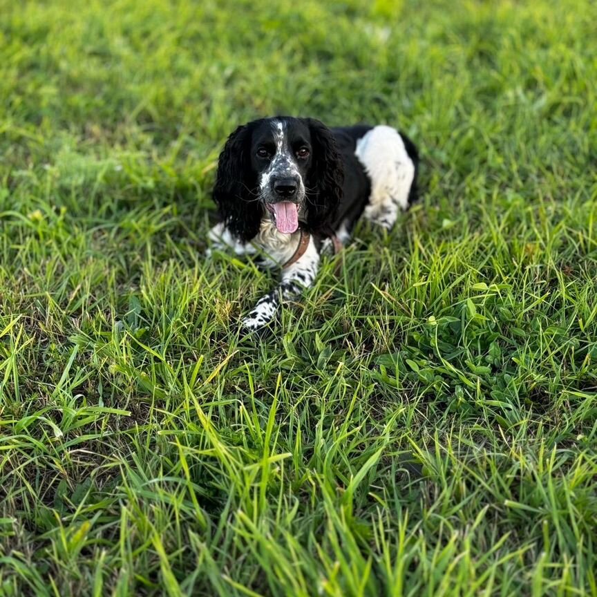 Случка собак русский спаниель