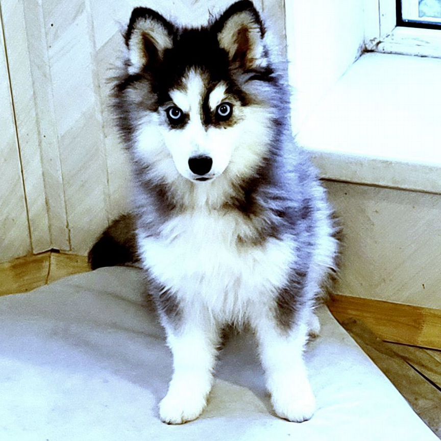 Помски, щенок