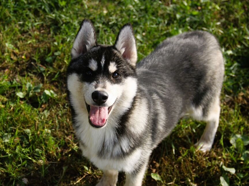 Мальчик Сибирский Хаски