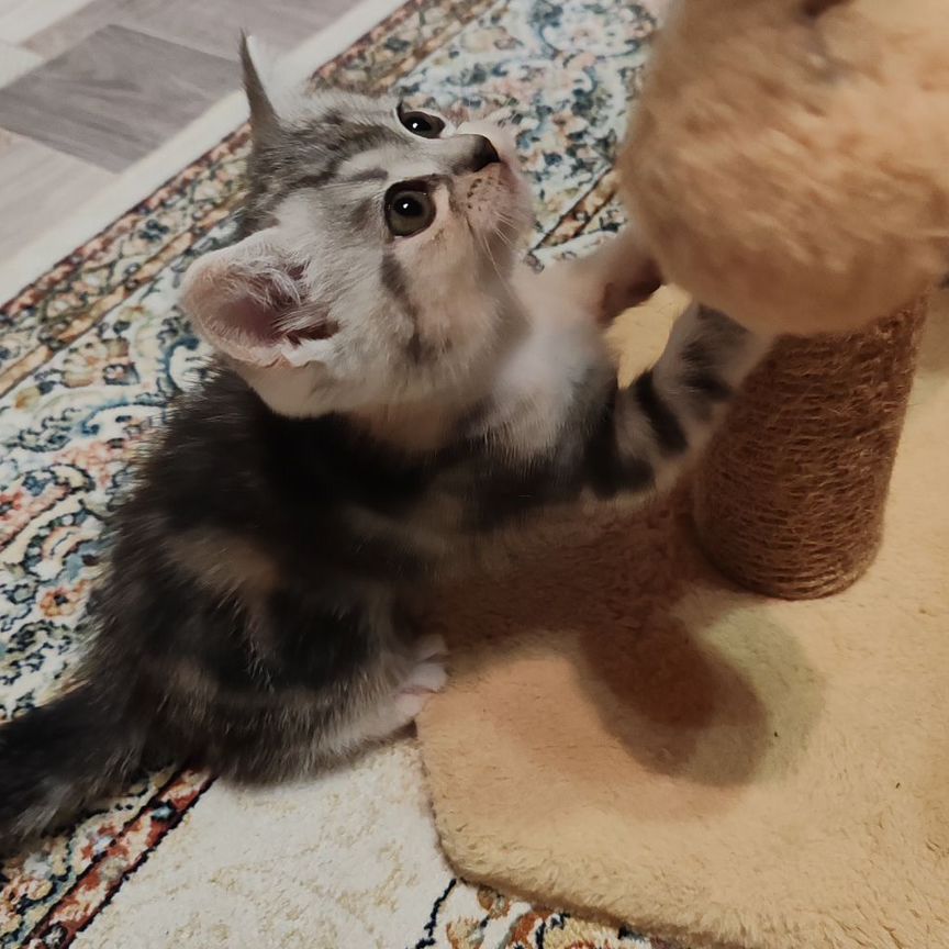 Котята шотландские мраморные