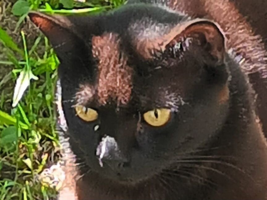 Кот шоколад