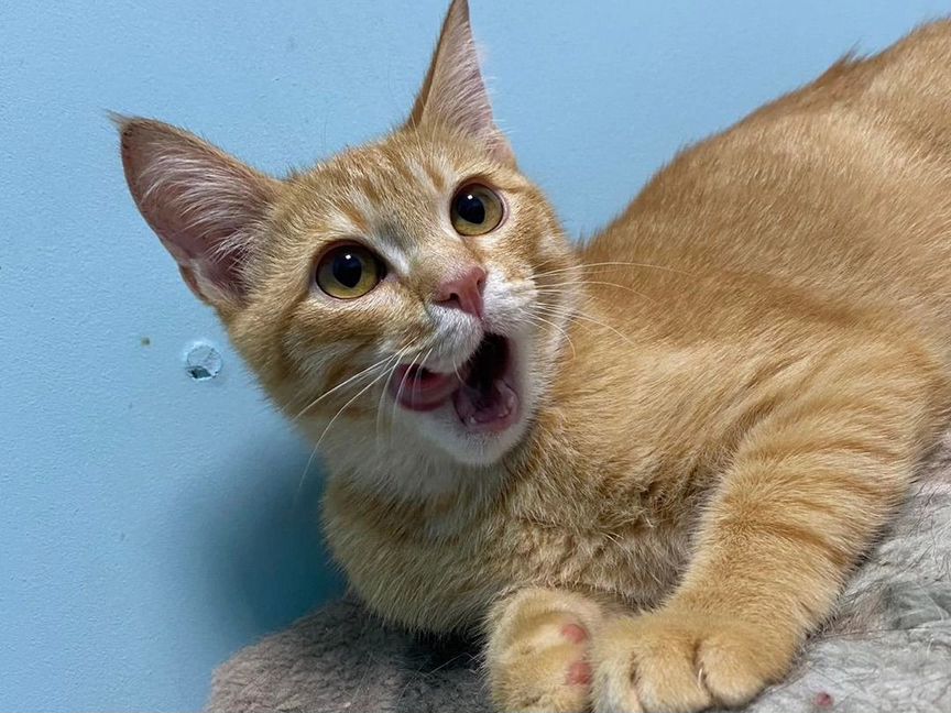 Котенок в добрые руки