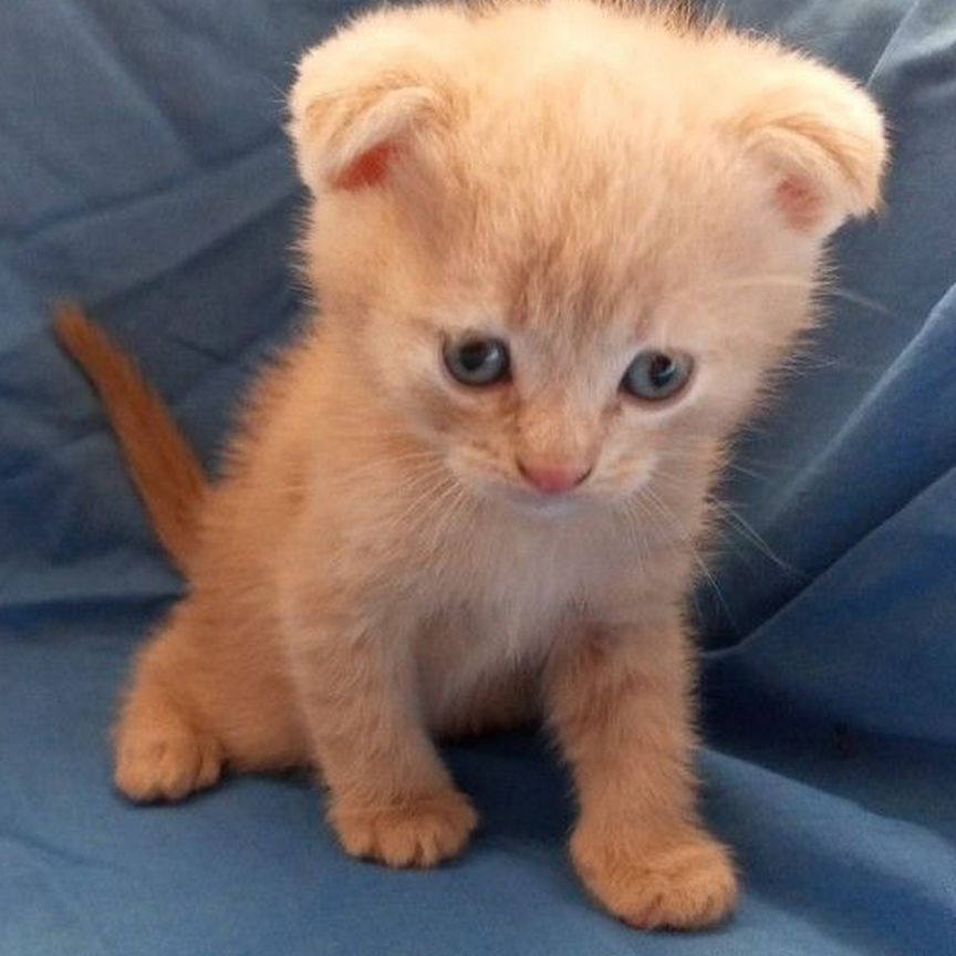 Котята вислоухие