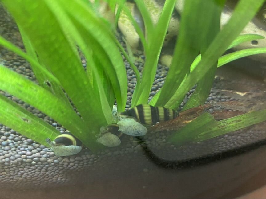 Аквариумные креветки вишня