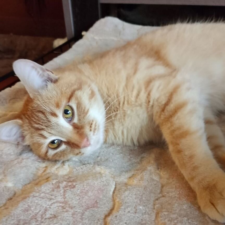 Котёнок в добрые руки