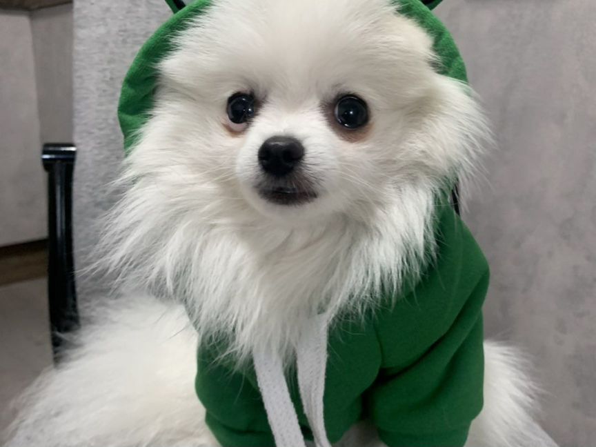 Одежда для животных