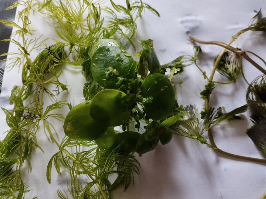 Аквариумные растения, 5 видов. Ряска в подарок