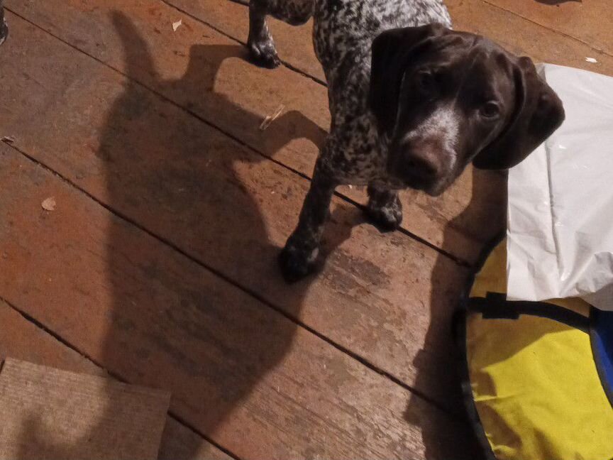 Вятка дратхаар