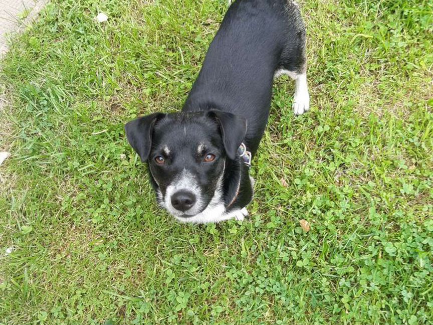 Маленький пес в добрые руки