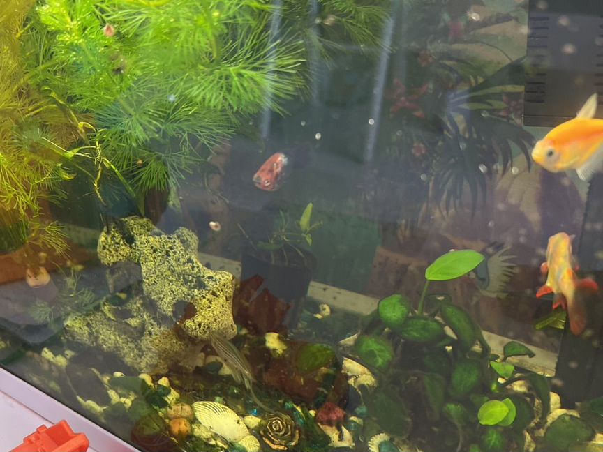 Аквариум с рыбками