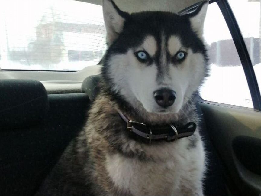 Потерялся сибирский хаски