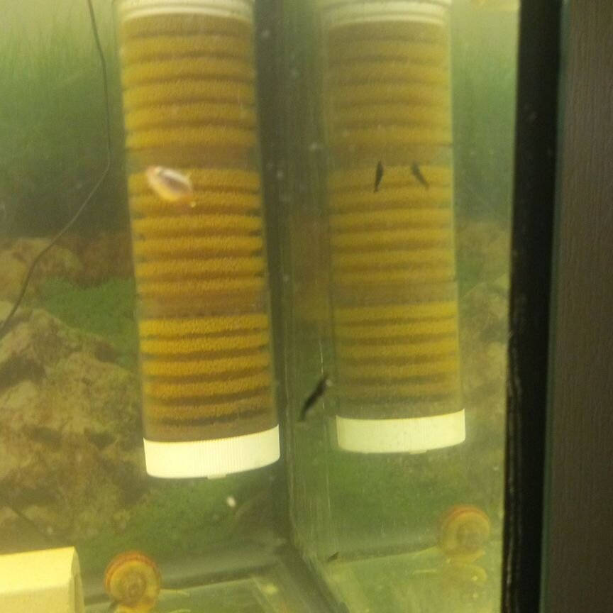 Криветки чорные 75 р шт,ток сами ловите.Сачек есть