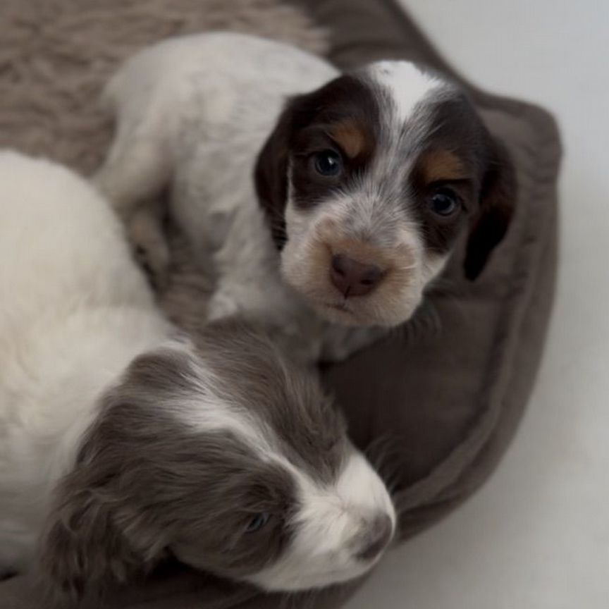 Английский кокер-спаниель, щенок