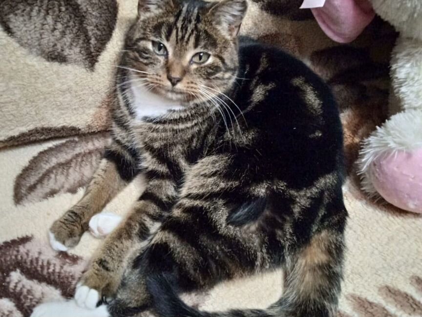 Уютная ласковая кошка